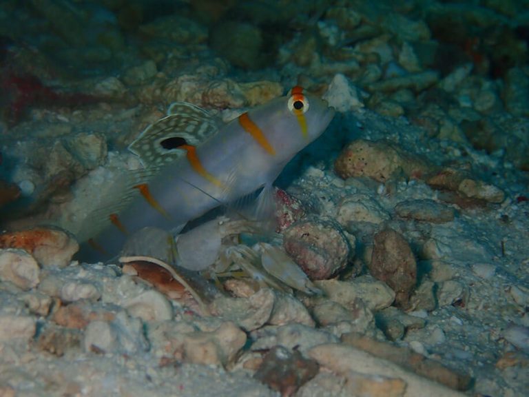 Randall's prawn goby - Moalboal Reef Species