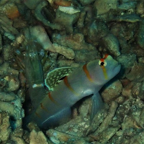 Randall's prawn goby - Moalboal Reef Species