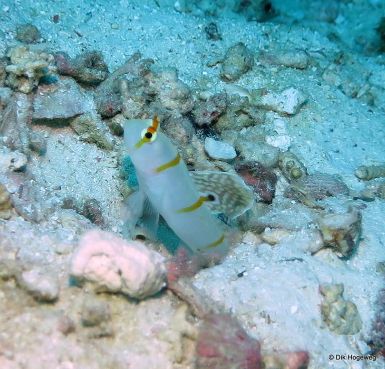 Randall's prawn goby - Moalboal Reef Species