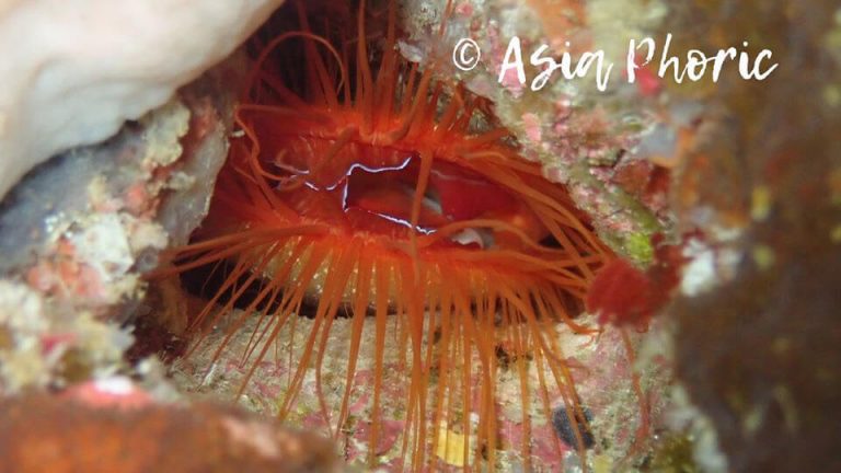 Electric clam - Moalboal Reef Species