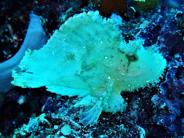 Freckled frogfish - Moalboal Reef Species