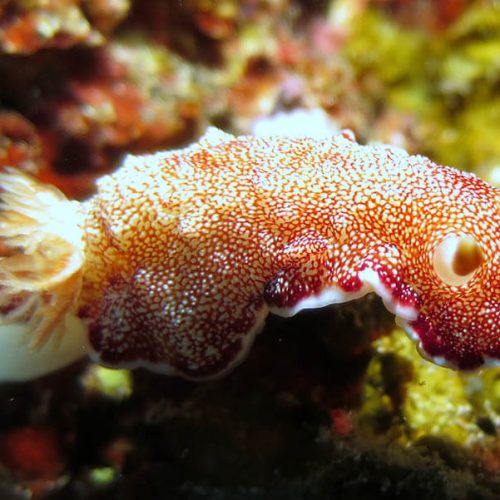 Reticulated chromodoris - Moalboal Reef Species