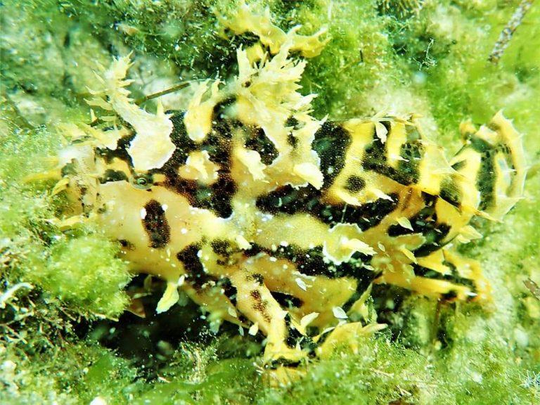 Sargassum fish - Moalboal Reef Species
