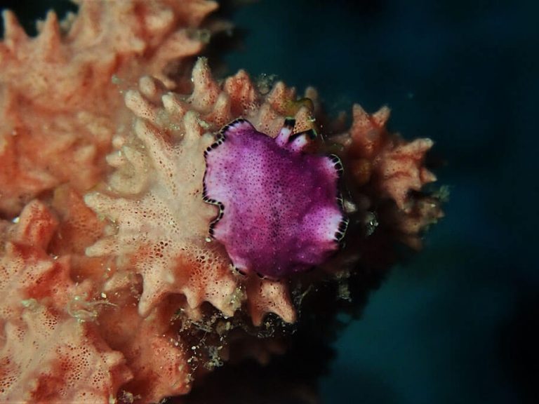 Polyclad flatworm - Moalboal Reef Species