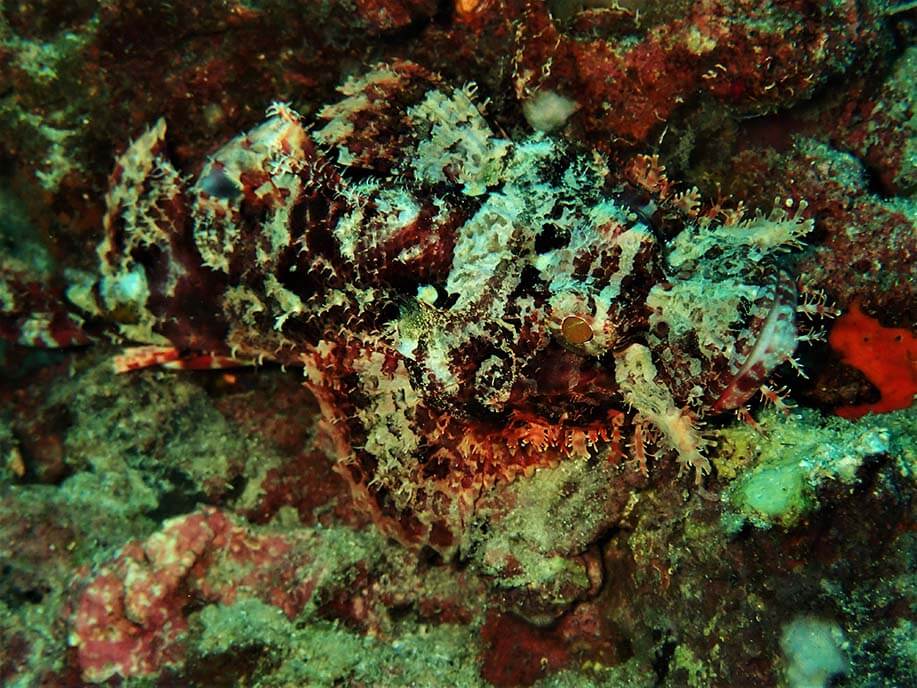 Tasseled scorpionfish - Moalboal Reef Species